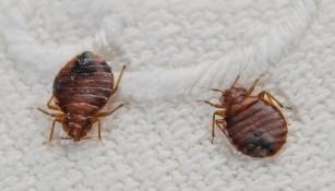How Bed Bugs Reproduce - Bed Bug Guide