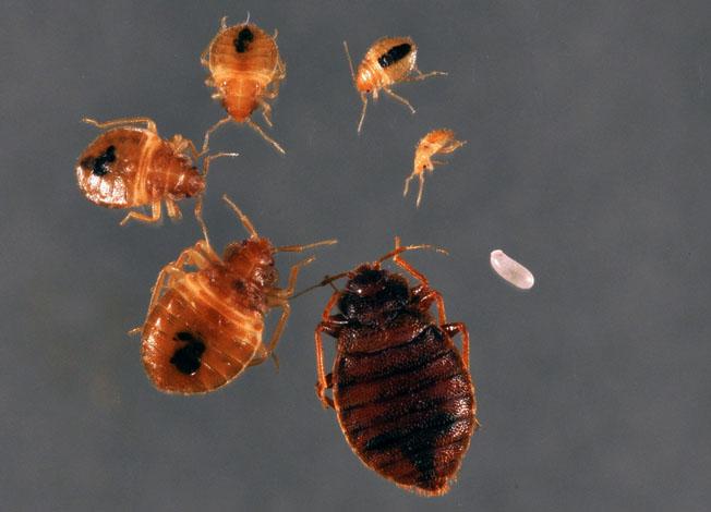 3 Warning Signs You Have Bed Bugs And How To Destroy Them - Bed Bug Guide