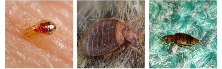 How to Identify a Bed Bug? - Bed Bug Guide - understanding bed bugs