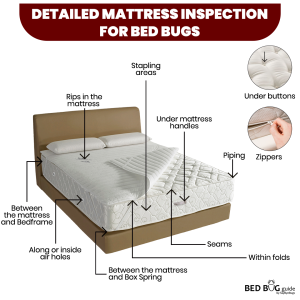 How to Check for Bed Bugs - Bed Bug Guide